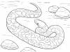 Coloring Pages Titanoboa (29 pcs) - download or print for free #12845