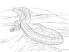 Coloring Pages Titanoboa (29 pcs) - download or print for free #12845
