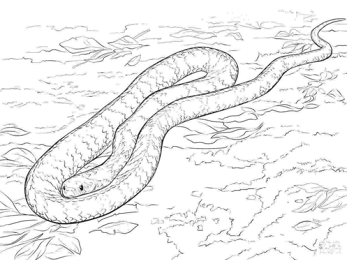 Coloring Pages Titanoboa (29 pcs) - download or print for free #12845