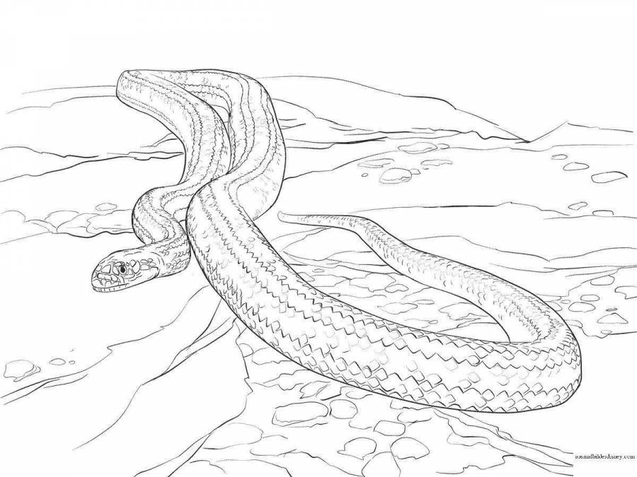 Coloring Pages Titanoboa (29 pcs) - download or print for free #12845
