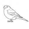 Coloring Pages Bullfinch drawing for kids (37 pcs) - download or print ...