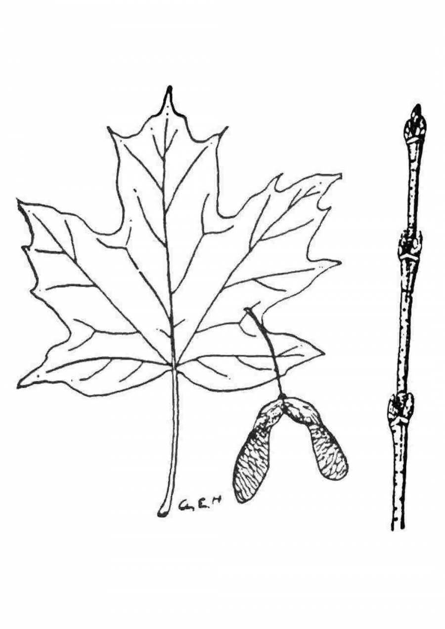 Coloring Pages Maple for kids (27 pcs) - download or print for free #22528