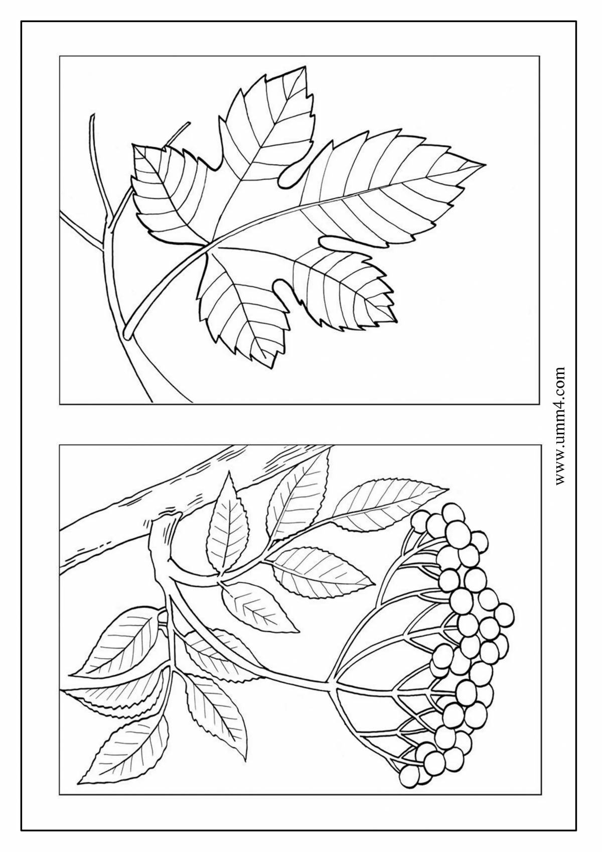 Coloring Pages Half sheet (39 pcs) - download or print for free #24566