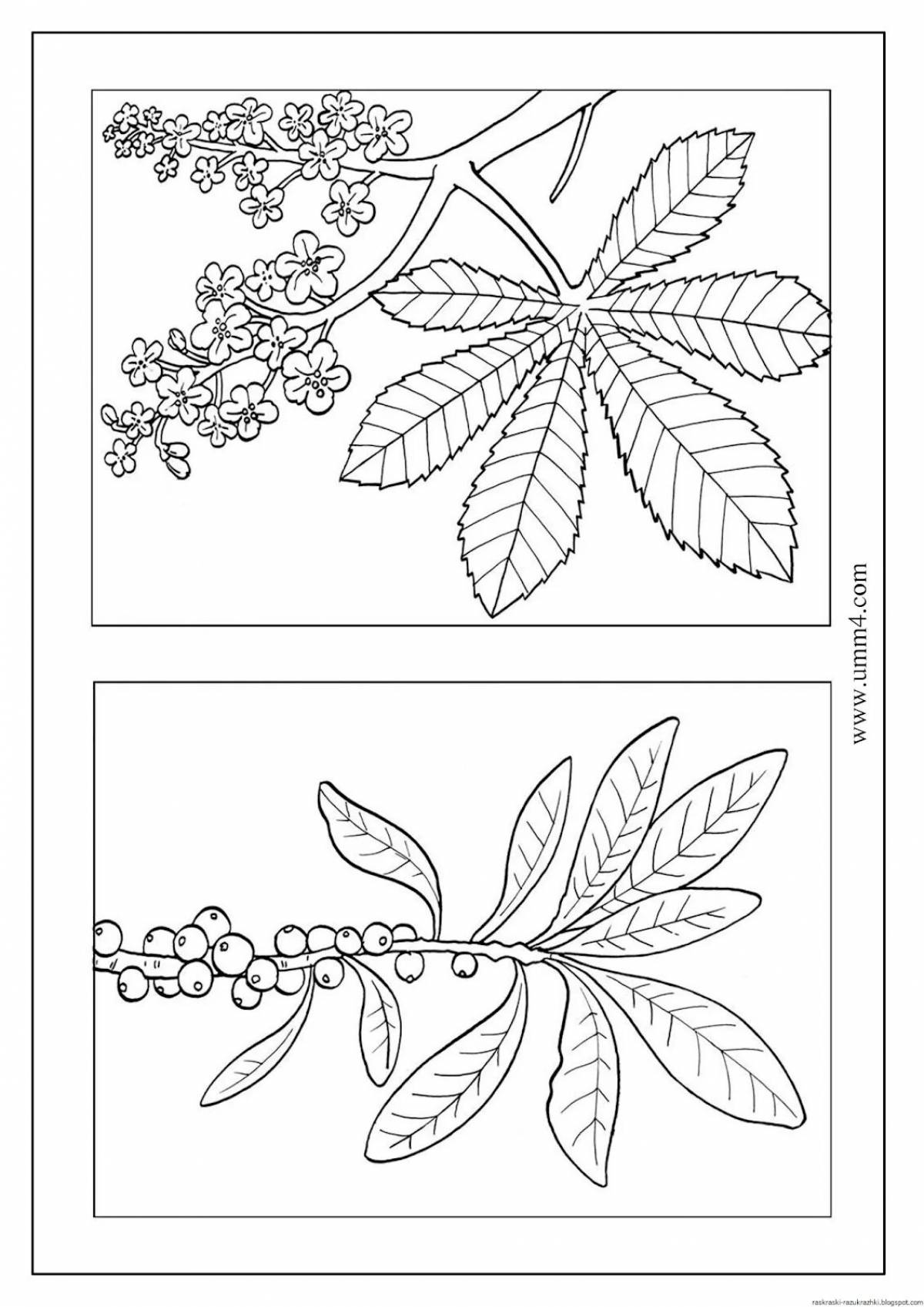 Coloring Pages Half sheet (39 pcs) - download or print for free #24566