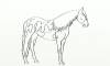 Coloring Pages Star stable (32 pcs) - download or print for free #26092