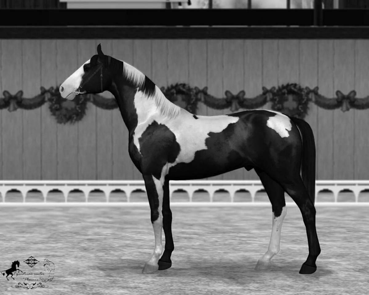 Coloring Pages Star stable (32 pcs) - download or print for free #26092