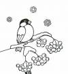 Coloring Pages Bullfinch on rowan branch for kids templates (38 pcs ...