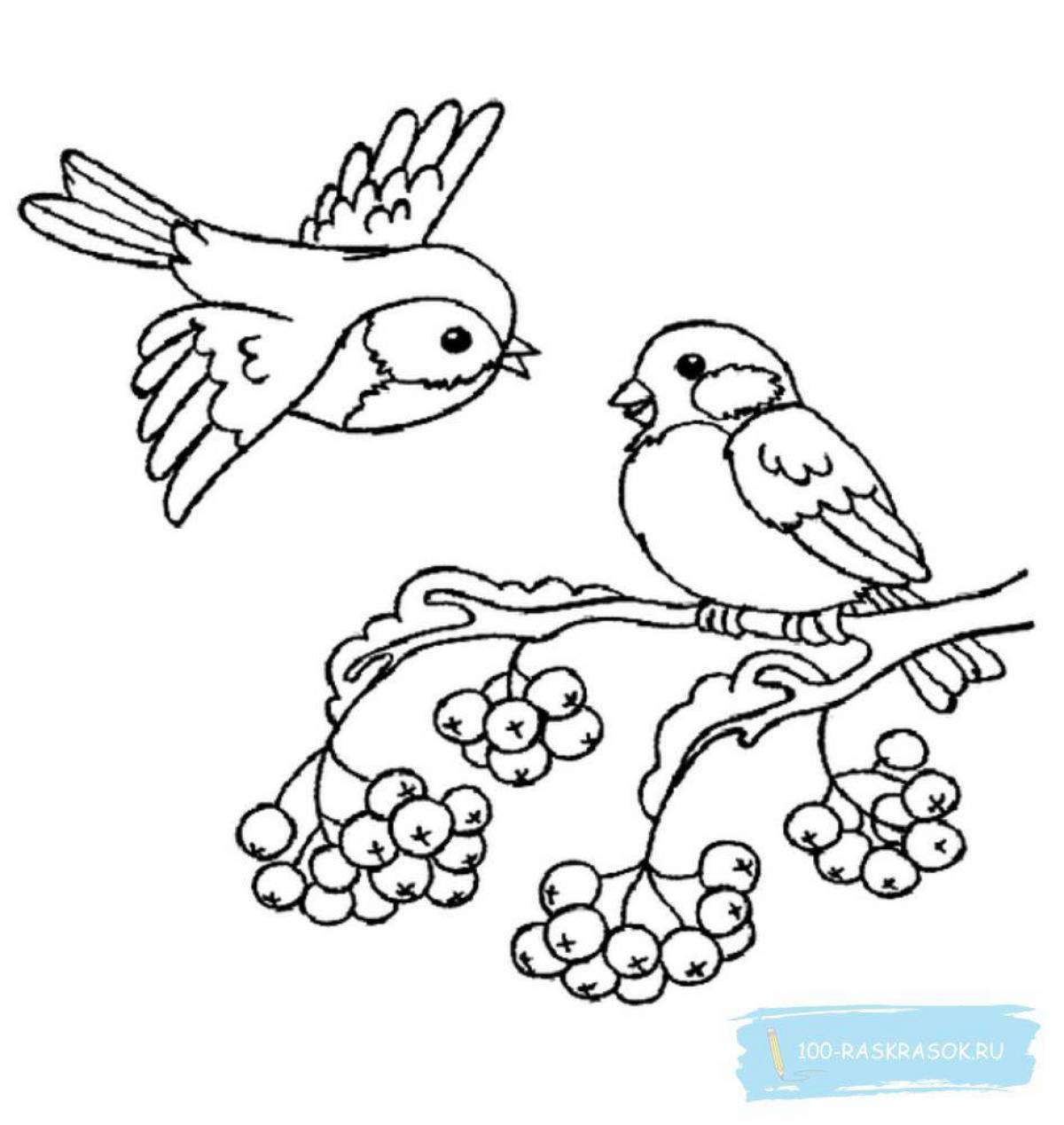 Coloring Pages Bullfinch on rowan branch for kids templates (38 pcs ...