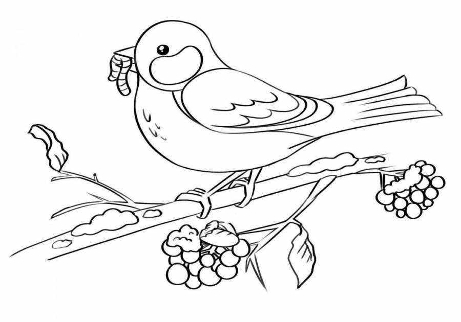 Coloring Pages Bullfinch on rowan branch for kids templates (38 pcs ...