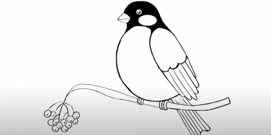 Coloring Pages Bullfinch on a rowan branch for children (28 pcs ...