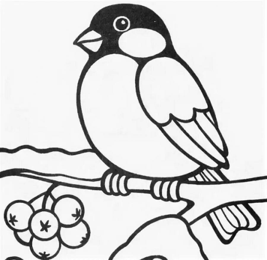 Coloring Pages Bullfinch on a rowan branch for children (28 pcs ...