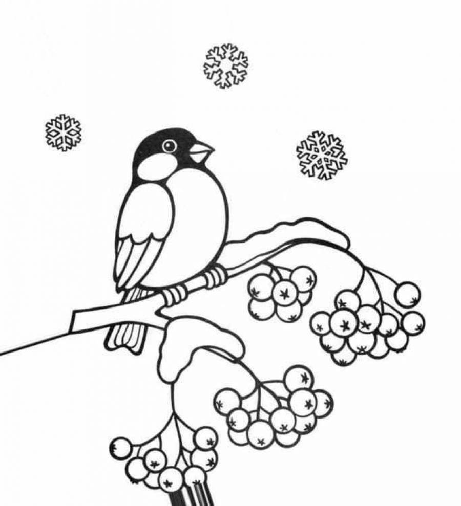Coloring Pages Bullfinch on a rowan branch for children (28 pcs ...