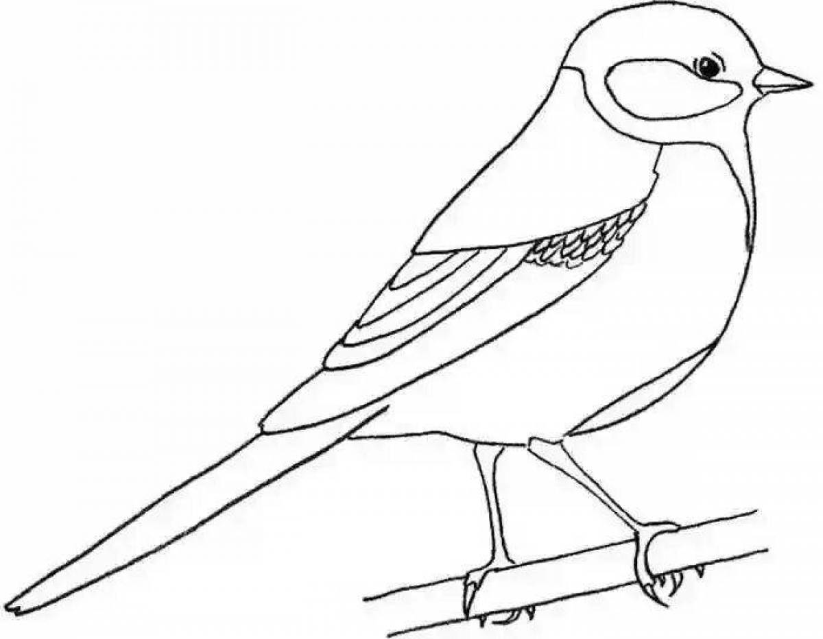Coloring Pages Titmouse bird (37 pcs) - download or print for free #6285