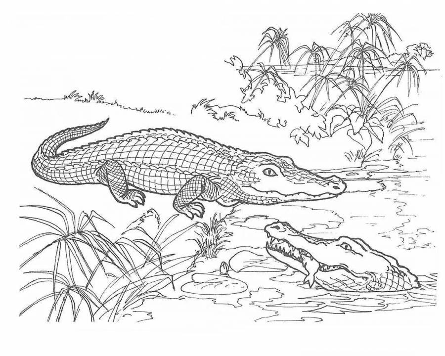 Раскраски Абунга (29 шт.) - скачать или распечатать бесплатно #8179