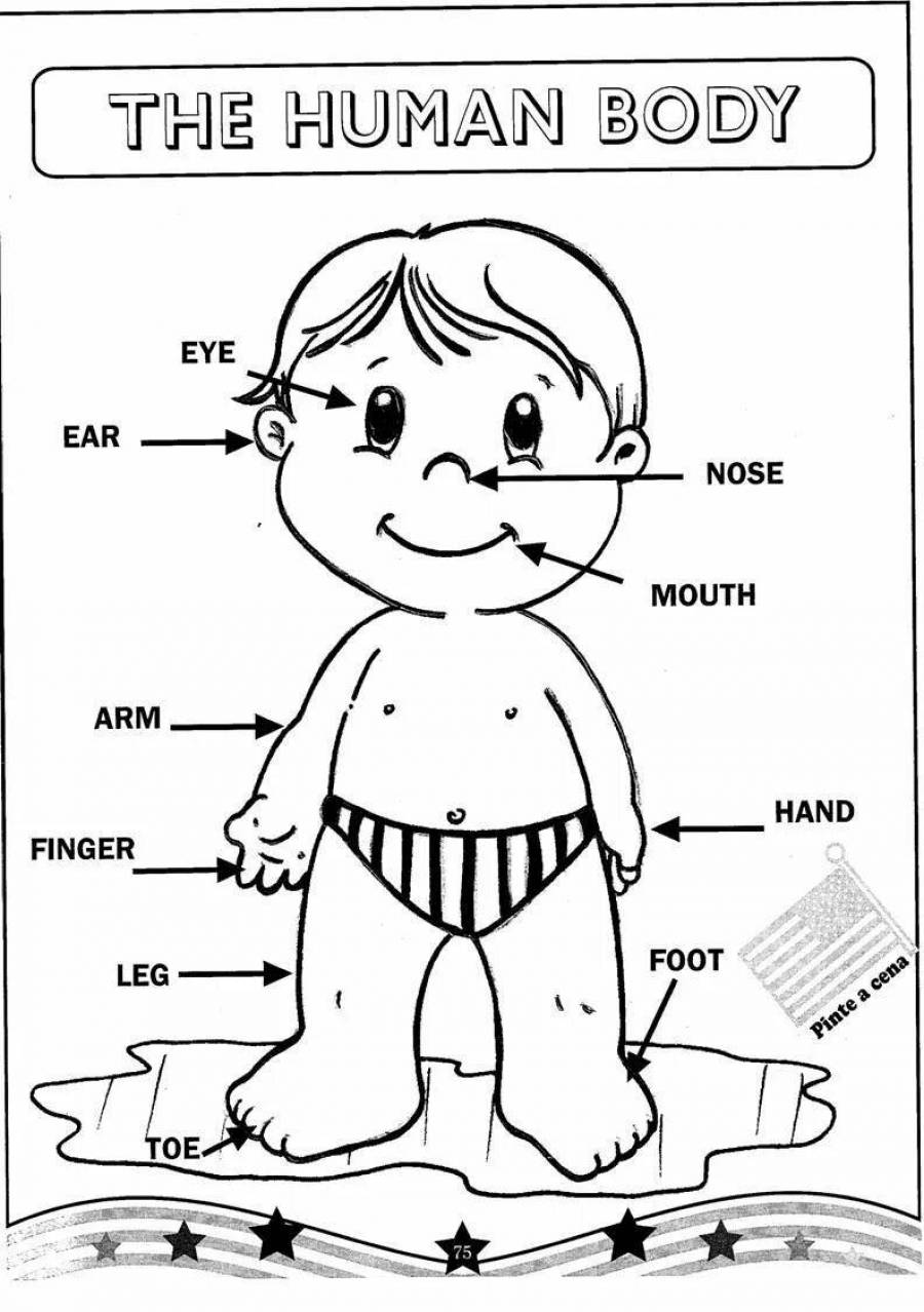 Coloring Pages For children body parts in English (29 pcs) - download ...