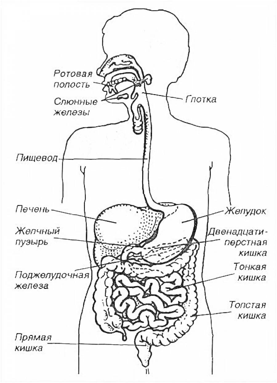 Раскраски анатомия человека: 31 раскраска - скачать или распечатать ...