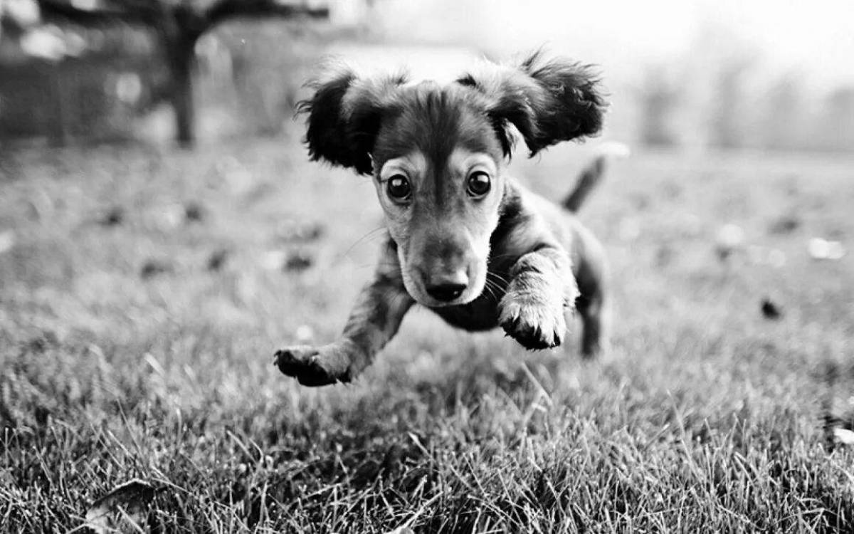 Картинки Черно белые картинки (14 шт.) - #2775